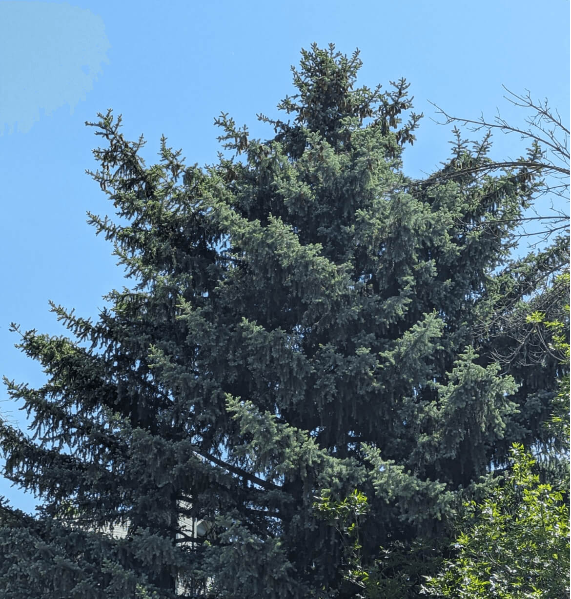 5 Ways Shade Trees Improve A Home And 5 To Choose For Colorado - LOOK ...